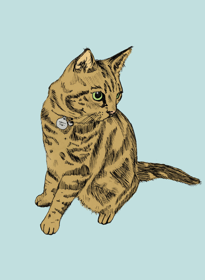 Tilly the Cat - Dani Turner llustration