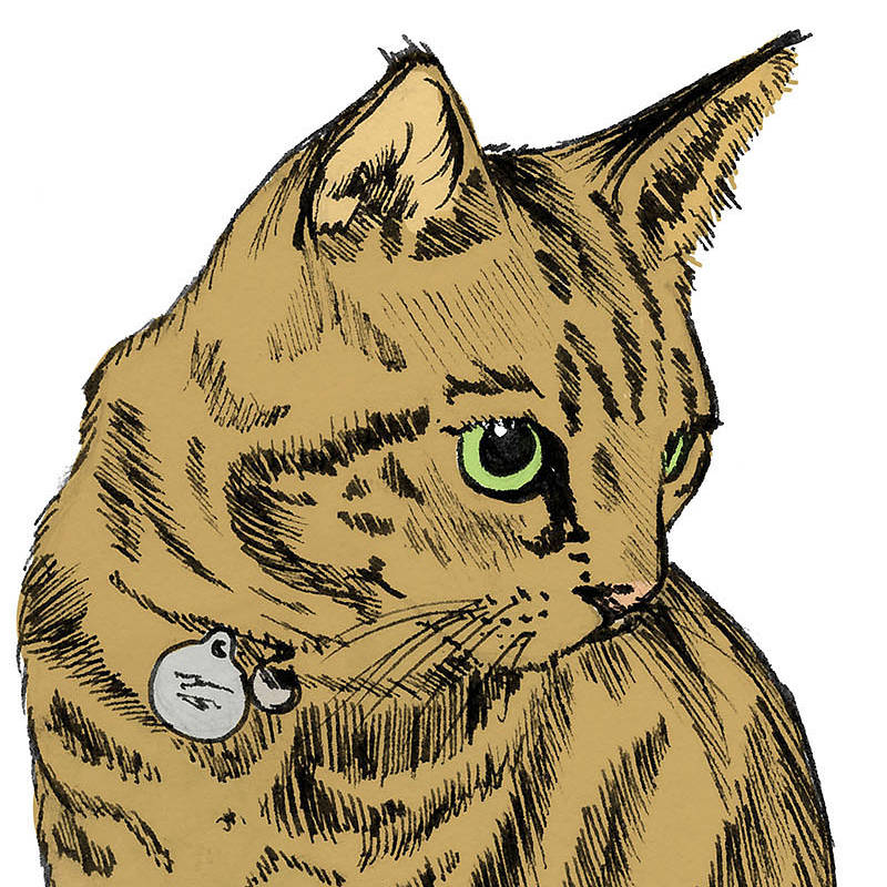 Tilly the Cat - Dani Turner llustration