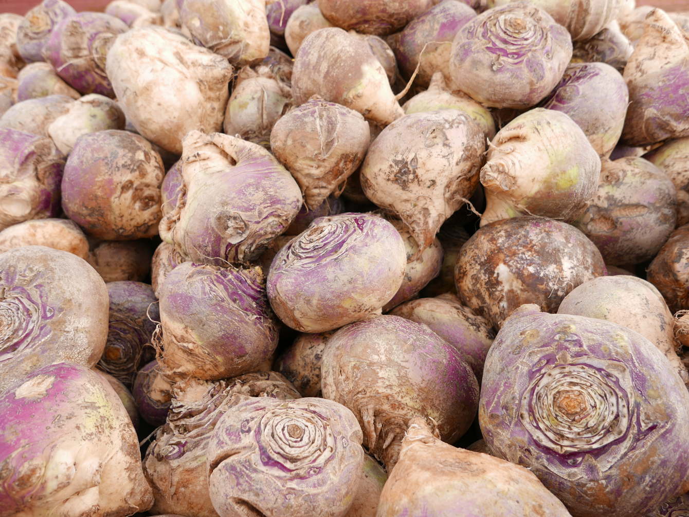 Ministry of Icelandic Vegetables - bui