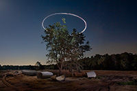 Trees - Justin Nolan