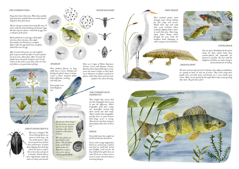 Pond Dipping - Hannah Bailey Illustration