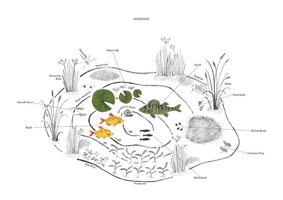 Pond Dipping - Hannah Bailey Illustration