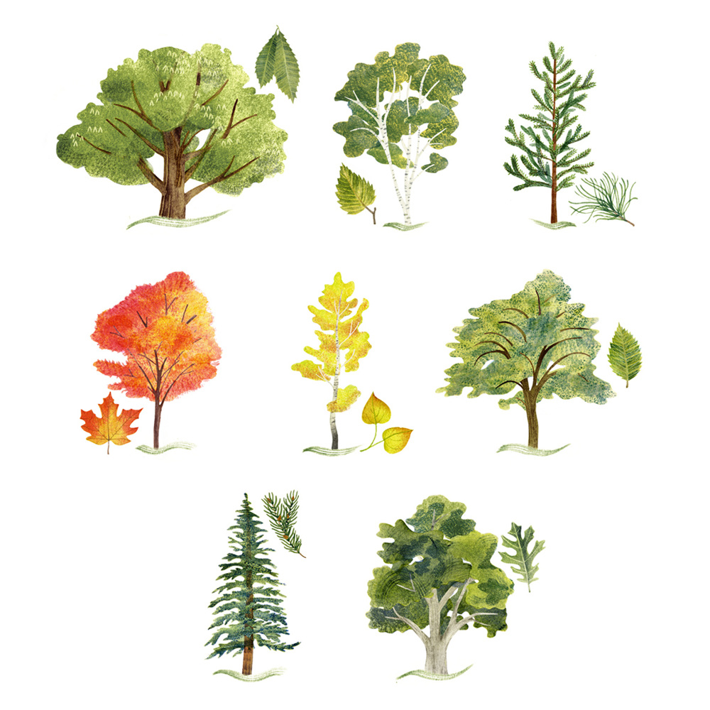 Smithsonian - America's Greatest Trees - Hannah Bailey Illustration