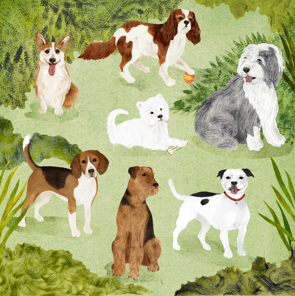 British Dog Breeds - Hannah Bailey Illustration