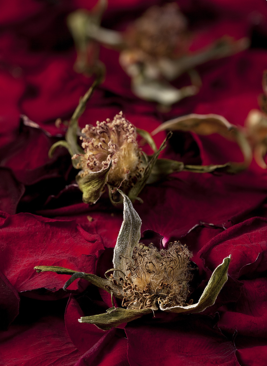 The Death Of A Flower - Fred Mount Photography