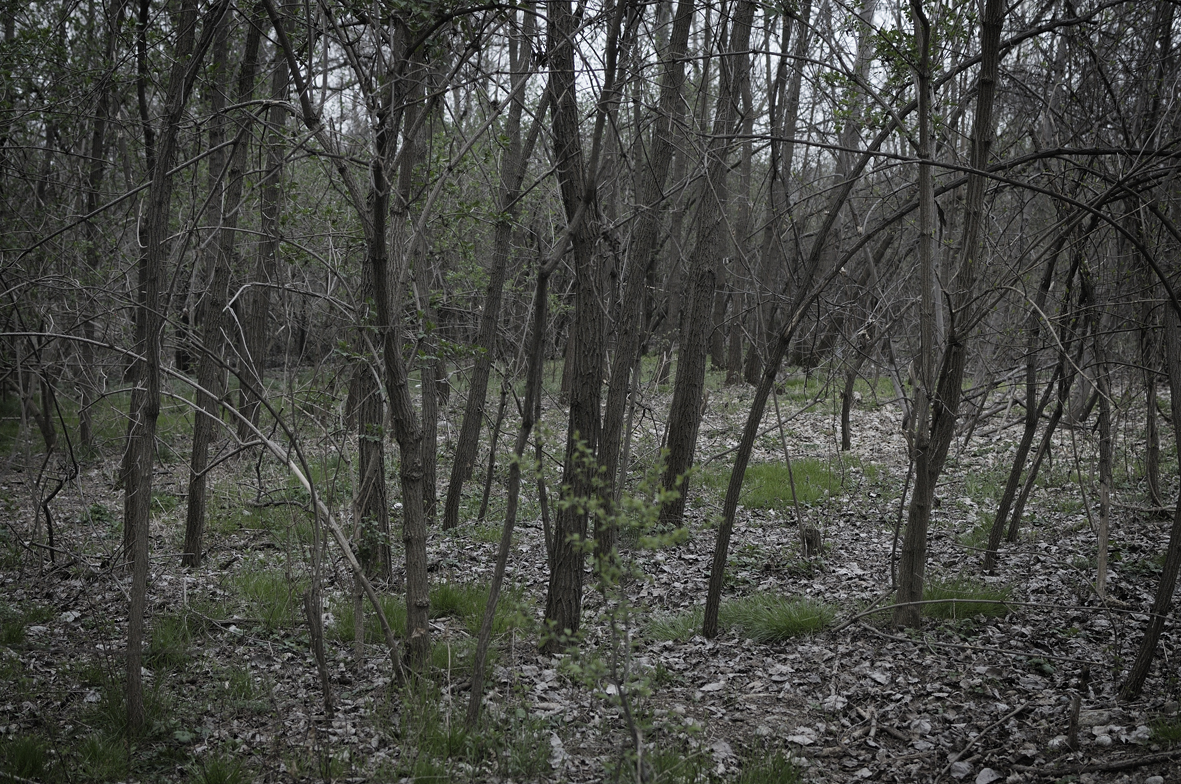 Disappeared - Luca Prestia