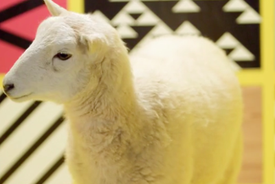 Adult Swim Sign off Bump - Sheep - Matt Day Writer/Producer