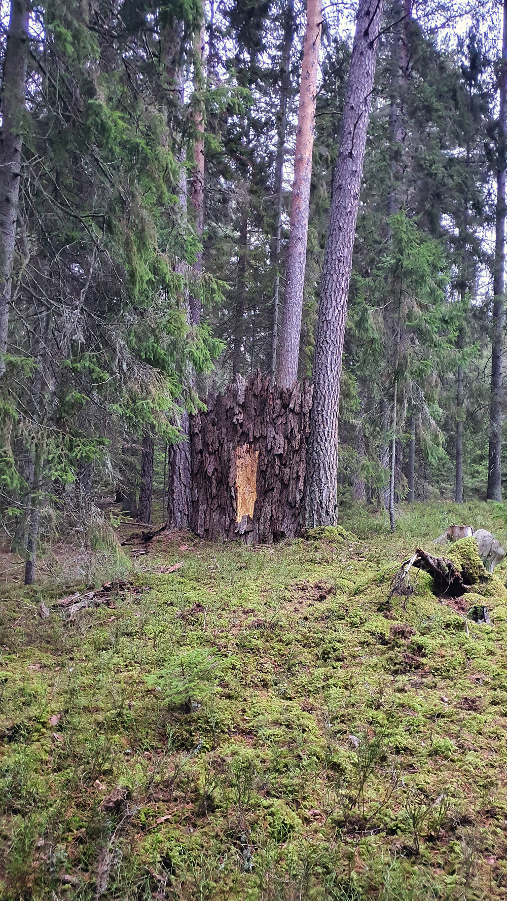 PINE BARK HUT - UMA