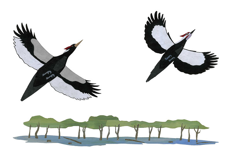 Ivory Billed Woodpecker Flying