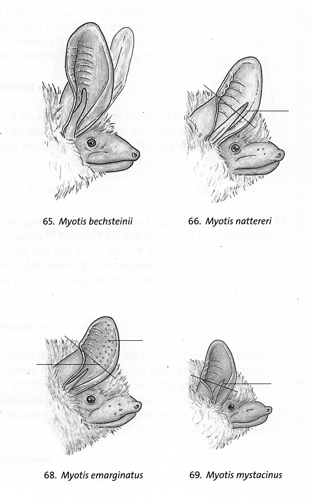 Fledermaus Bestimmungsschlüssel - Minks –– Illustration und Grafik