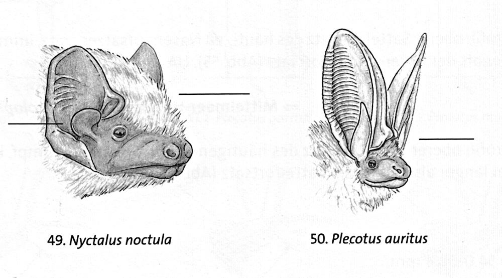 Fledermaus Bestimmungsschlüssel - Minks –– Illustration und Grafik