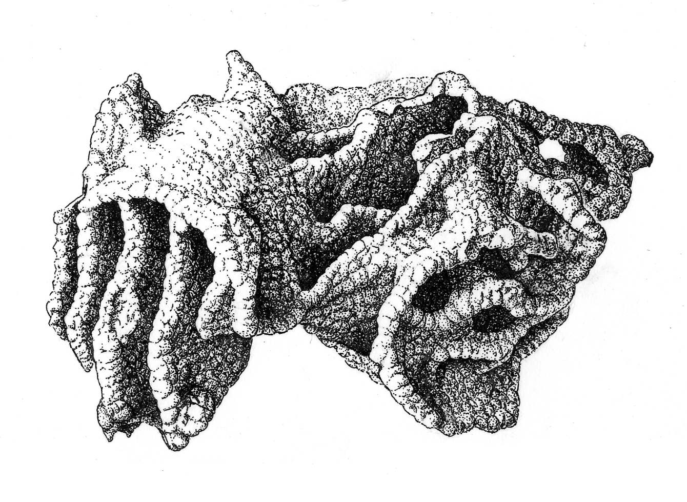 Schwarzweiss-Umsetzungen, Studien - Minks –– Illustration und Grafik