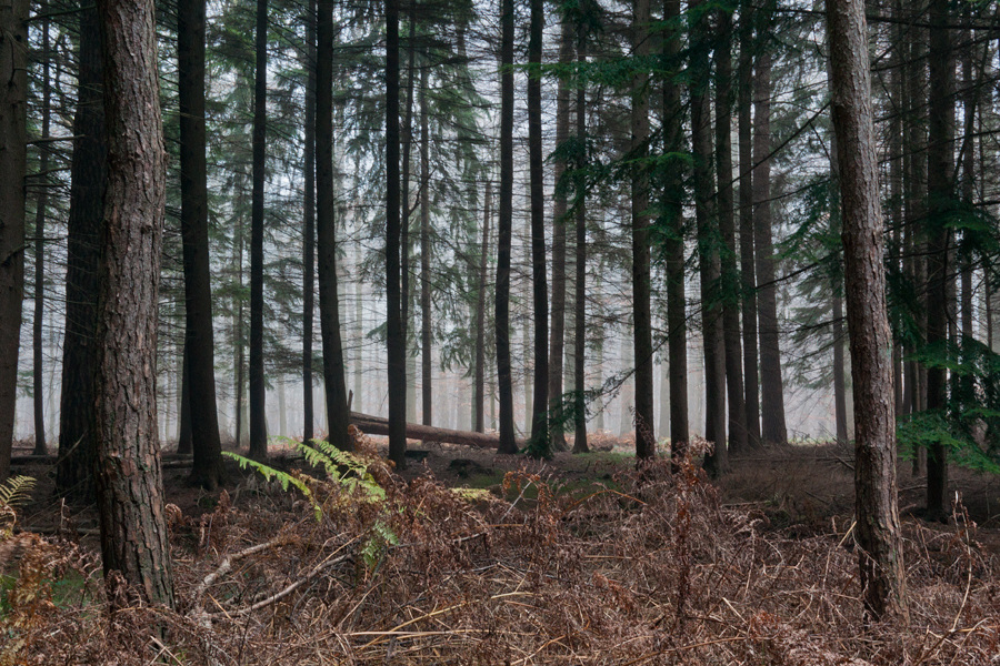 The Sleeping Forest - Nina Strebelle