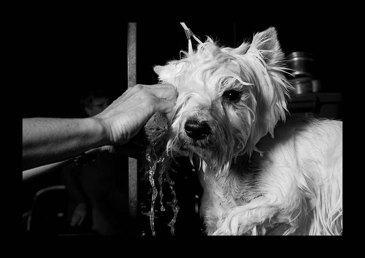 Dogs - Fred R. Conrad Photography