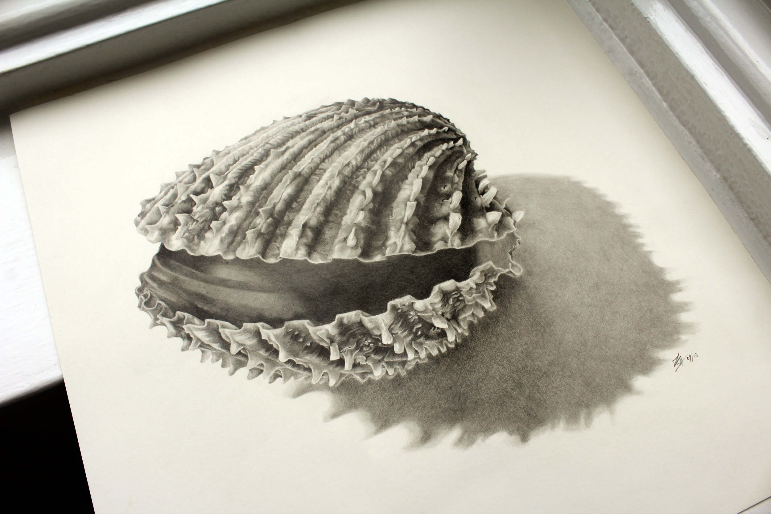 Clam Fandango - Katy Harrald Pencil Artist and Illustrator