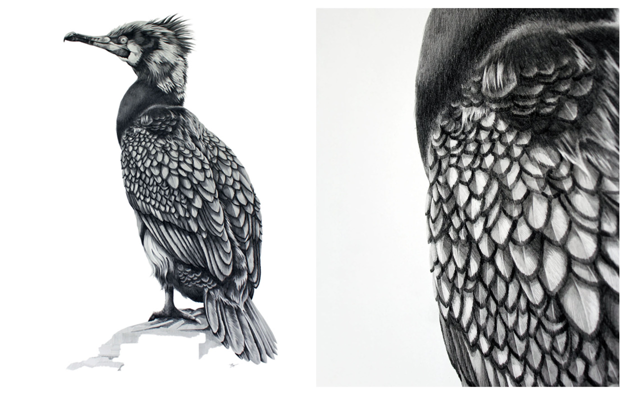 Sea Raven - Katy Harrald Pencil Artist and Illustrator