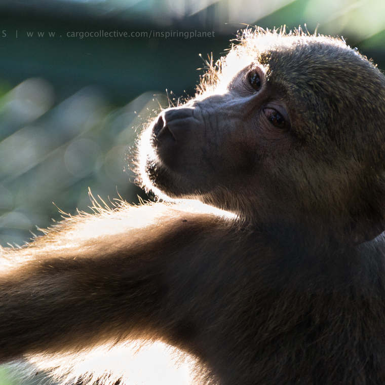 Simians - inspiring planet photography