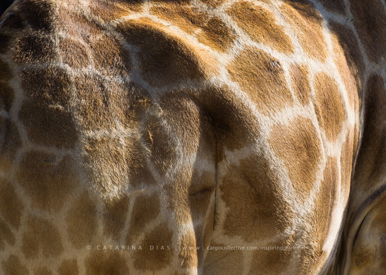 Large & Small Mammals - inspiring planet photography