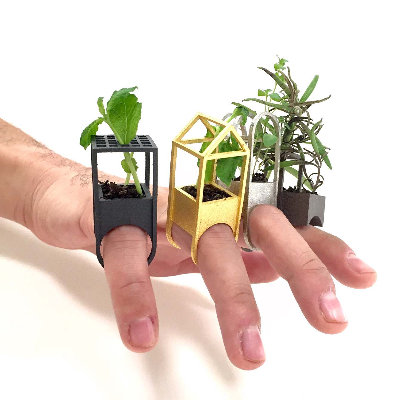 Herb Rings - Architects Independent