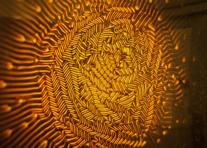 Michael McAlpine - www.eliashassos.de