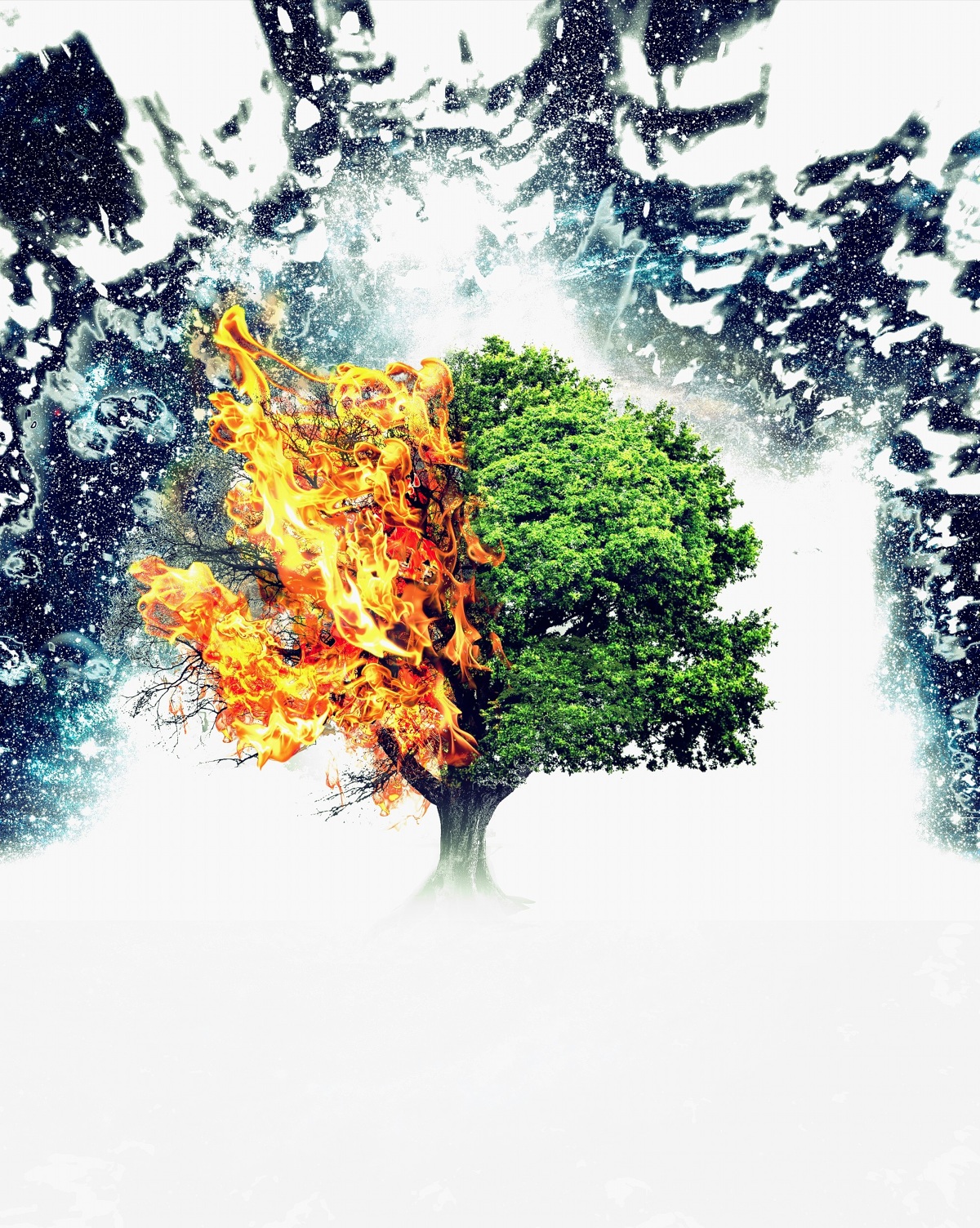 The Green and Burning Tree - Filip Aura Mensl Portfolio