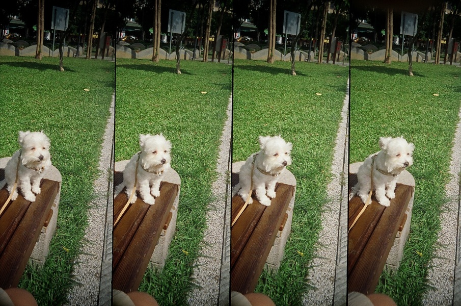 Super Sampler - 菲林相機的初體驗 - 隨著狗掌的節奏漫步城市