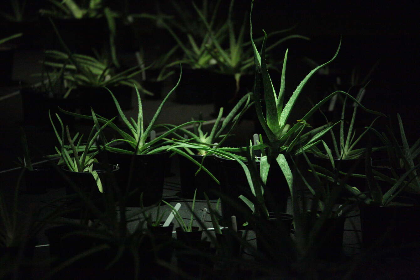 Trans:plant - www.niyab.com