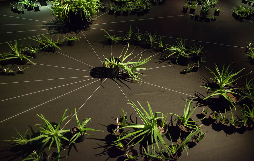 Trans:plant - www.niyab.com