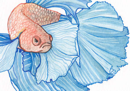 Siamese Fighting Fish - STEPH POLLITT