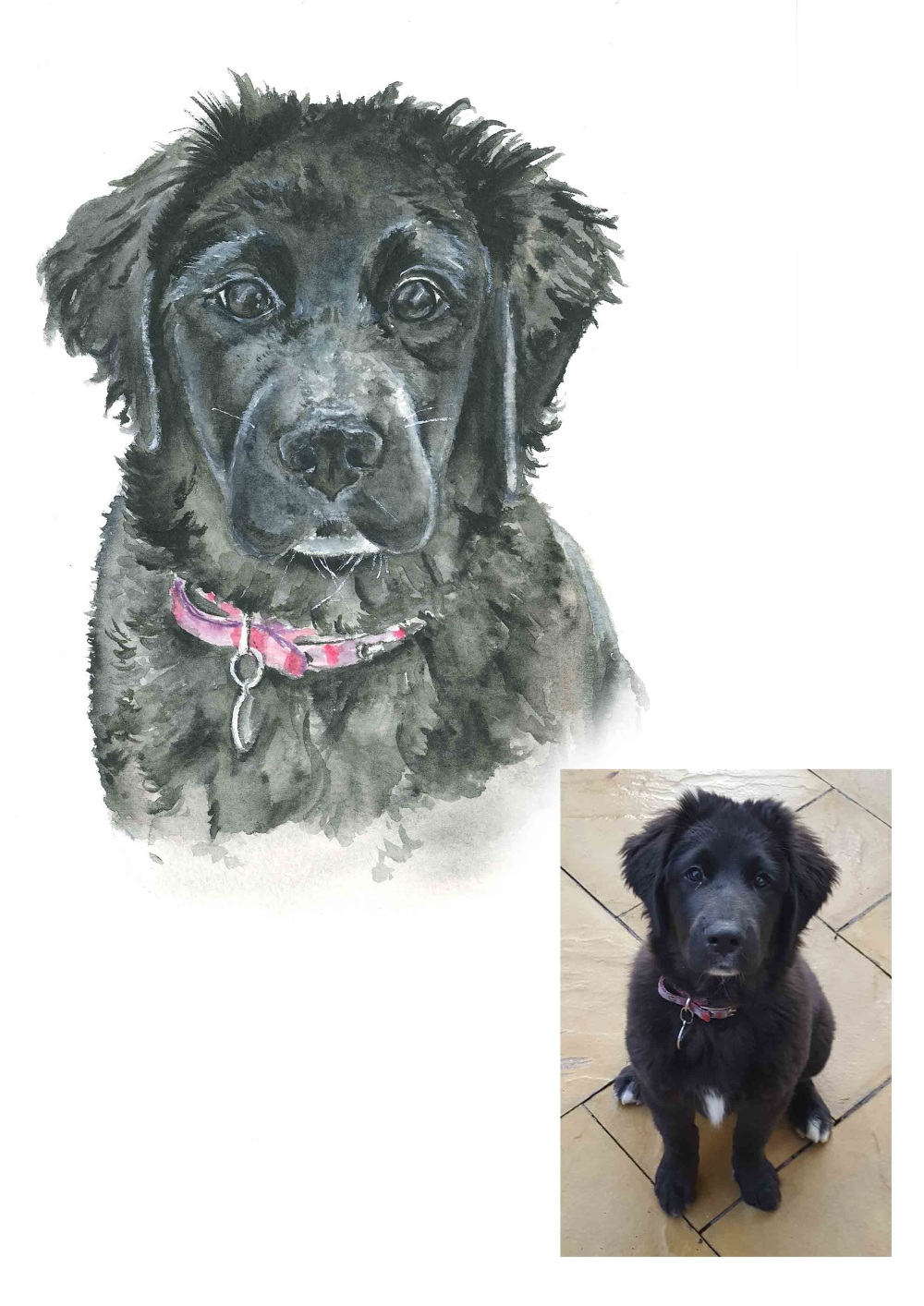 Pet Portraits - Emma Jolly