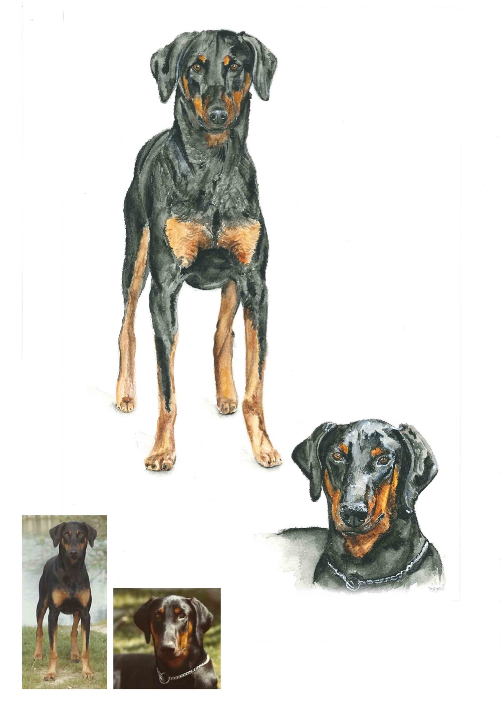 Pet Portraits - Emma Jolly