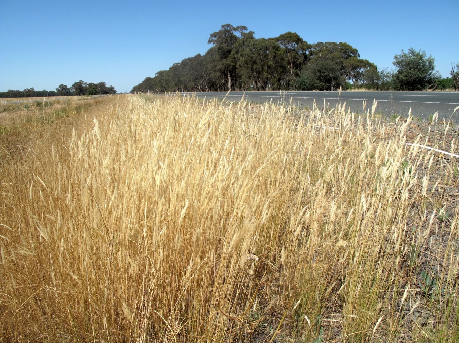 Indigenous Grass Trials - Nagambie - johnharper.LA