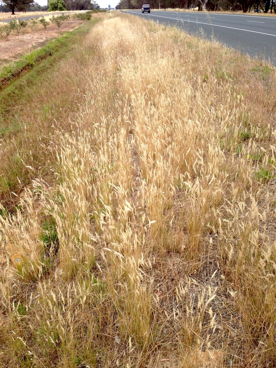 Indigenous Grass Trials - Nagambie - johnharper.LA