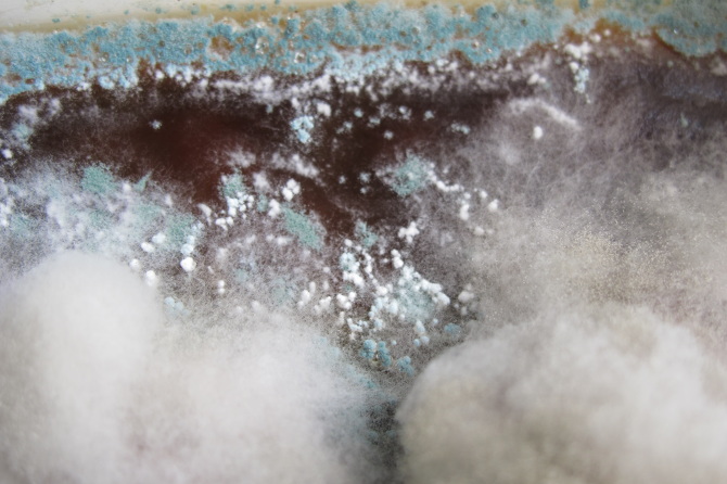 dead rotten moldy - thedesignpoet