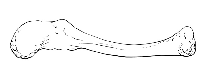 B&W Line Art - Miriam Waite, Medical Illustration