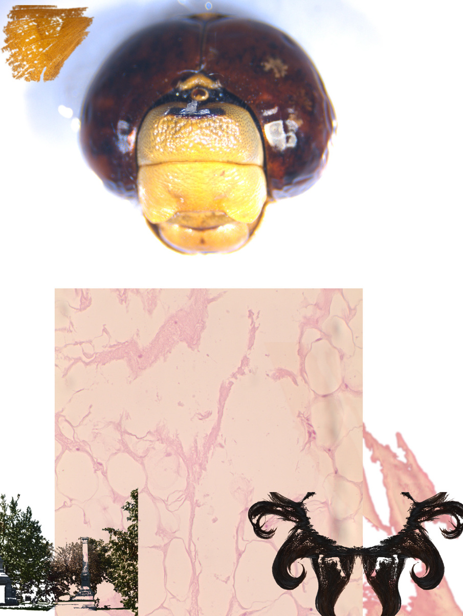 Grotesque Platform - Jerel Johnson