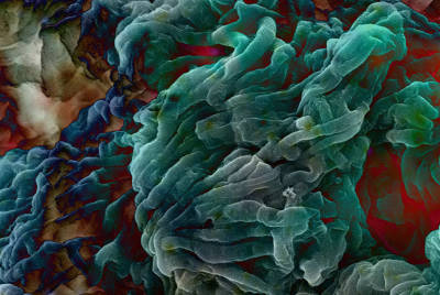 Space Sponge - Mambo Twin