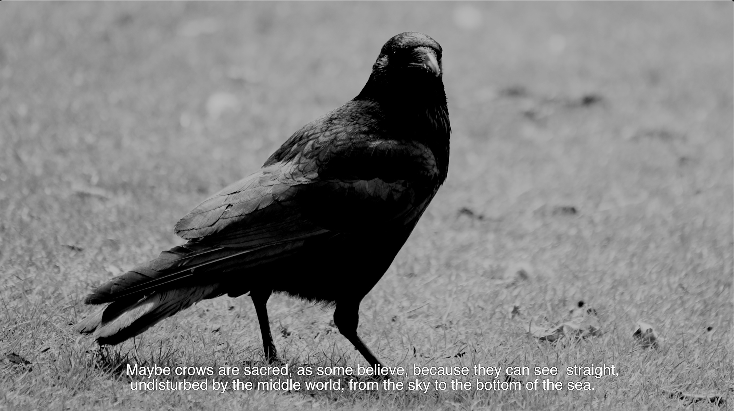 Murder of Crows - kristiinakoskentola