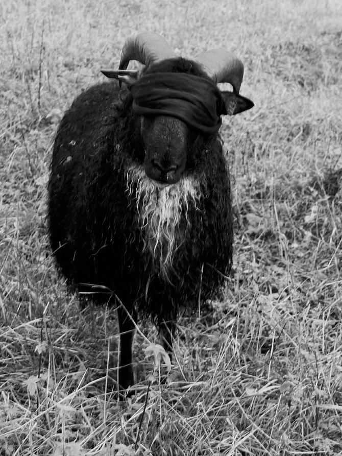 Sheep Portraits - kristiinakoskentola