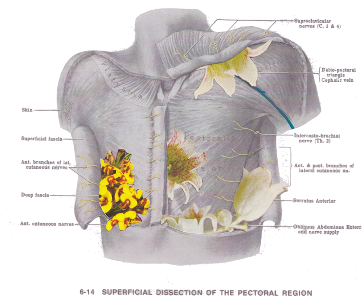 Anatomical Collages - kthps