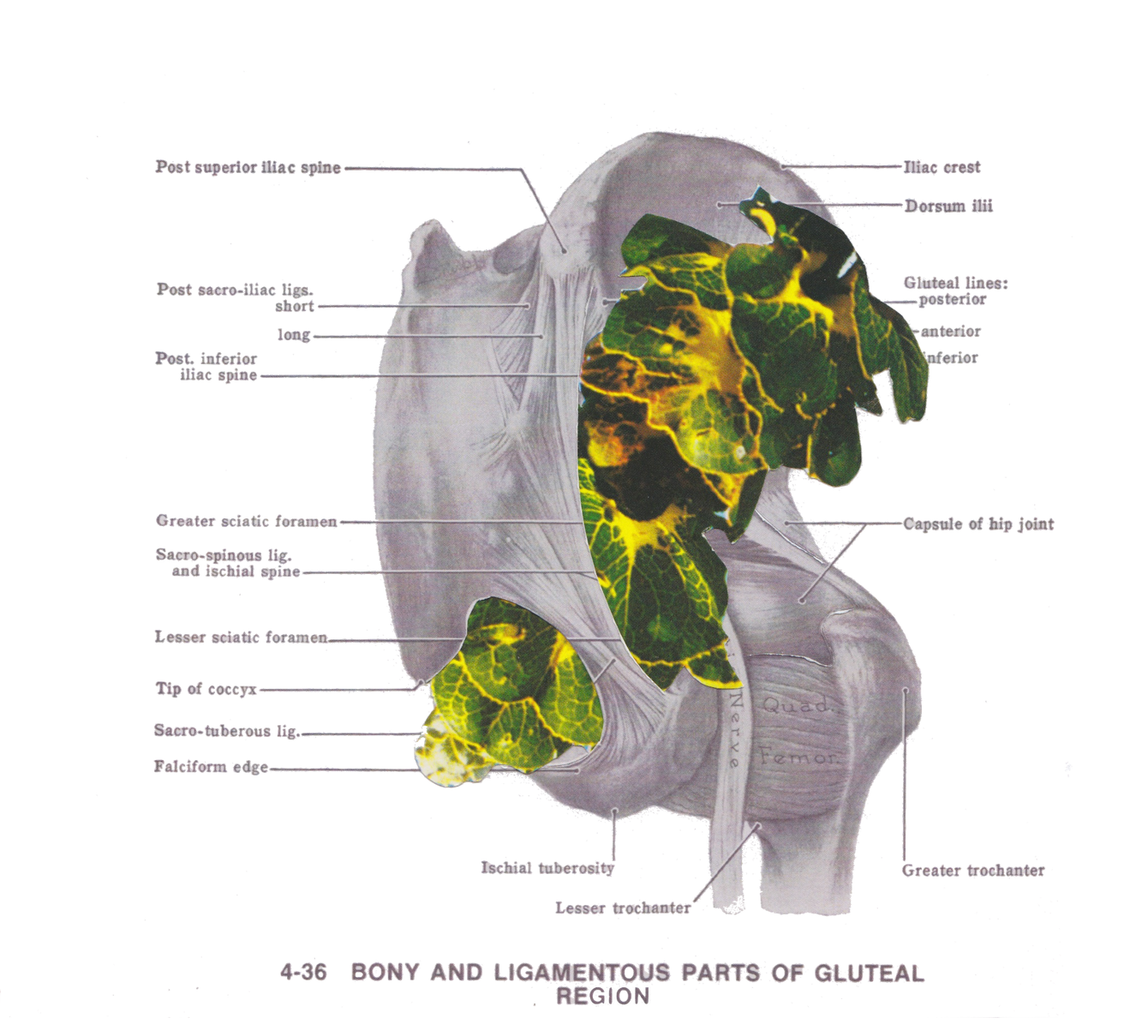 Anatomical Collages - kthps