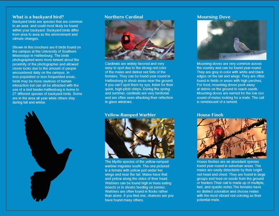 Backyard Birds - Brochure - Hayley R. Howard
