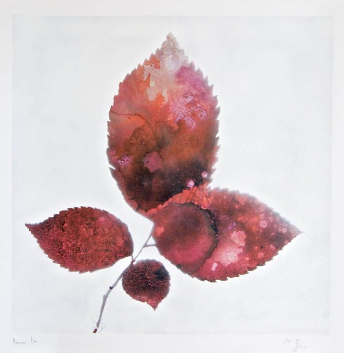 Shadows - Jamie Shaw