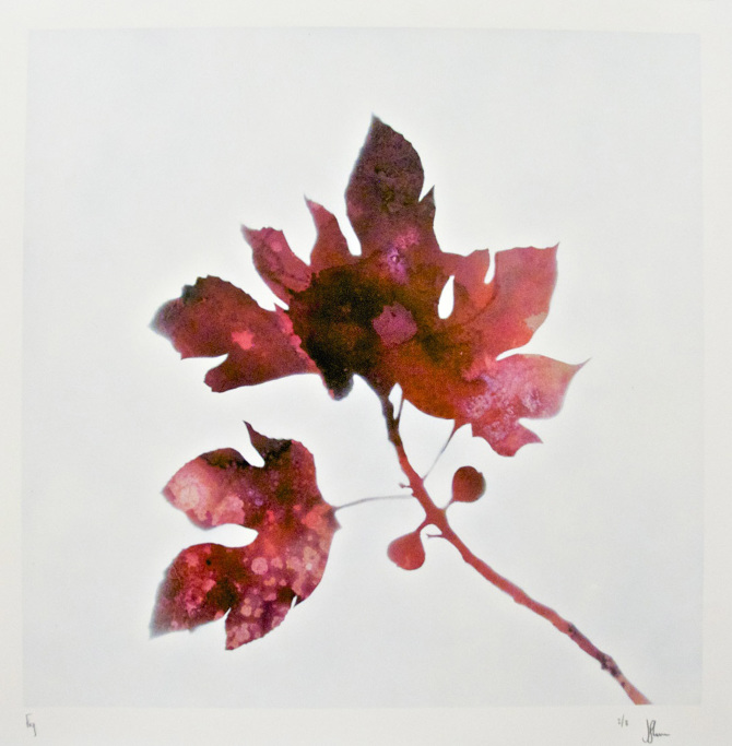 Shadows - Jamie Shaw