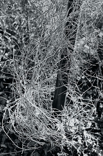 Selected Images - Hope Antonella Guzzo