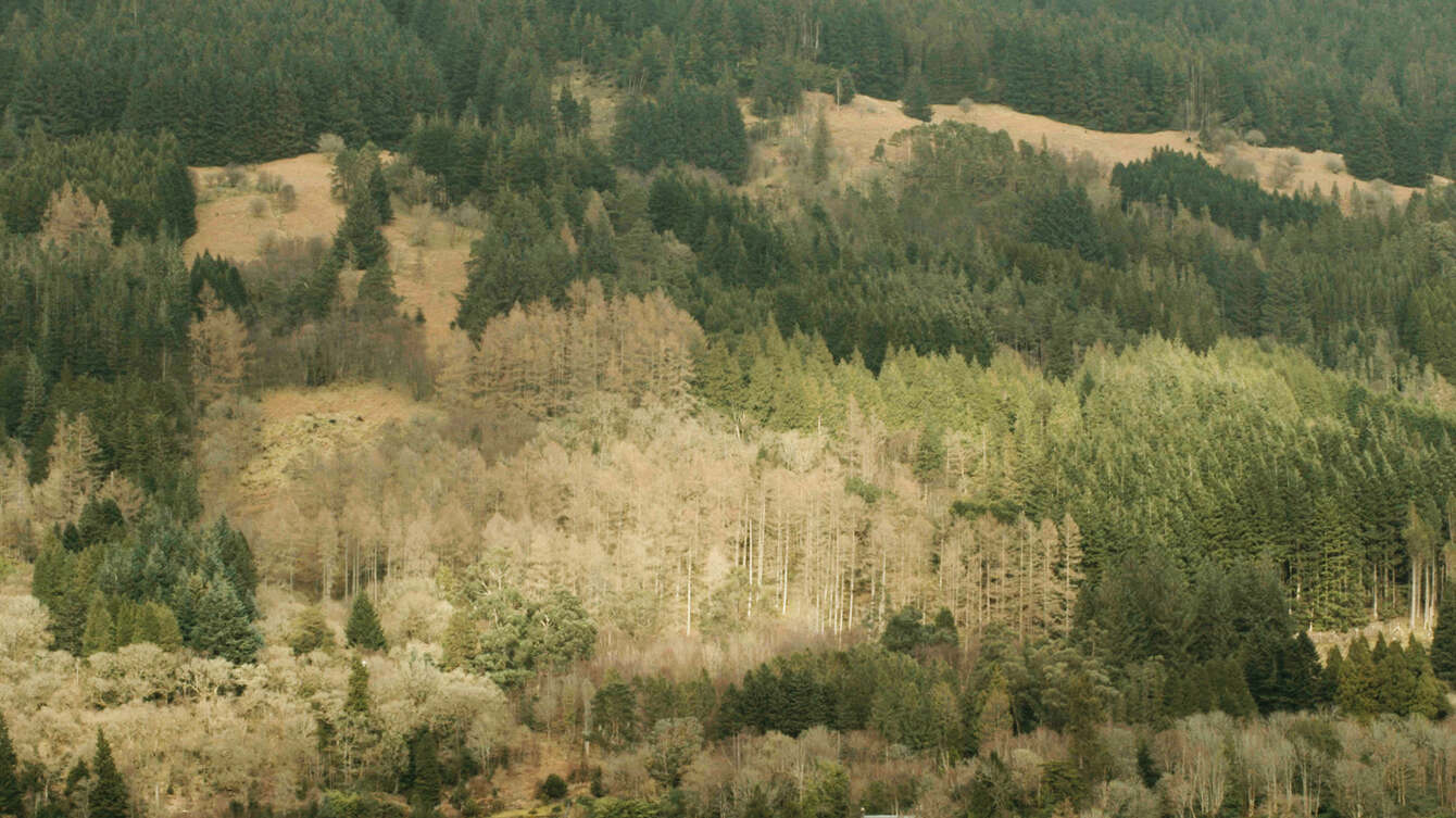 Congenial Soils and Favourable Situations - Alison Scott