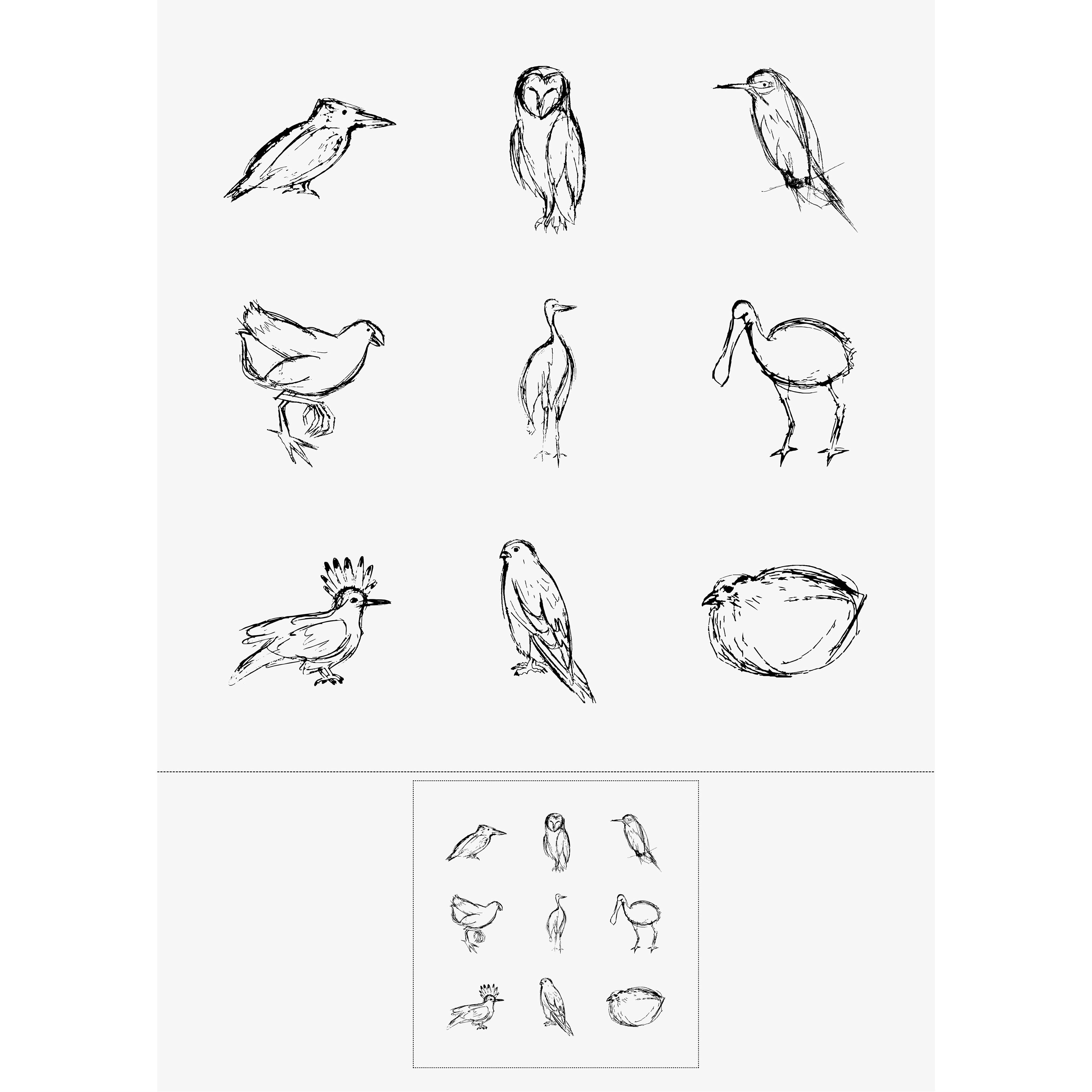 Qatar Birds - Sophomore Portlio