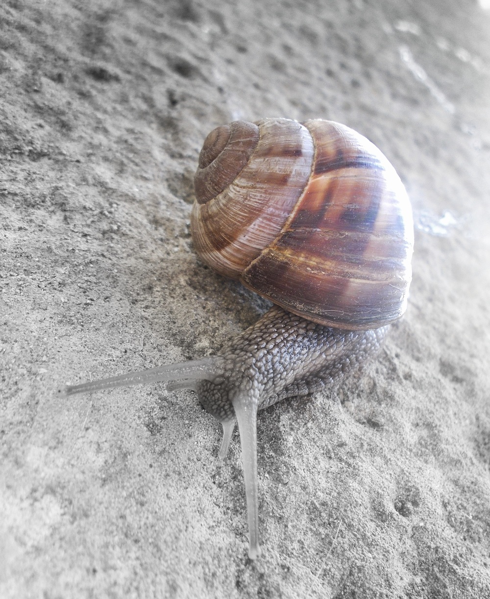 Melc melc codobelc - Eugenia Berdan - Divine Nature Photography