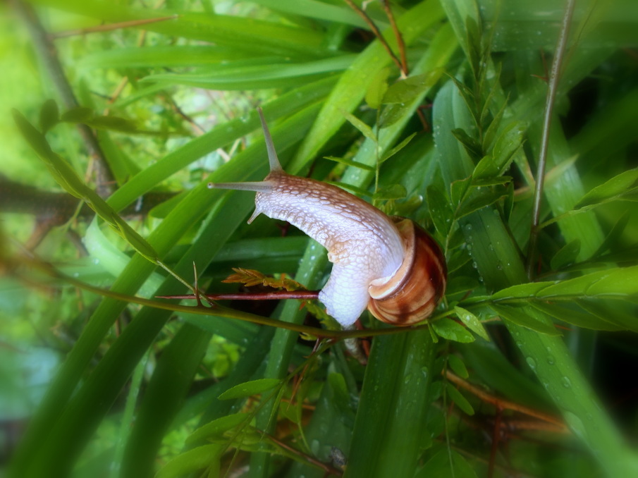 Melc melc codobelc - Eugenia Berdan - Divine Nature Photography