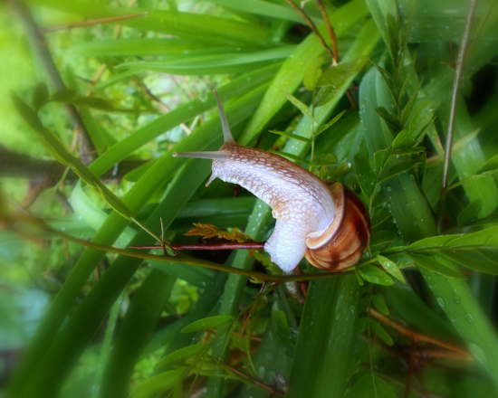 Melc melc codobelc - Eugenia Berdan - Divine Nature Photography